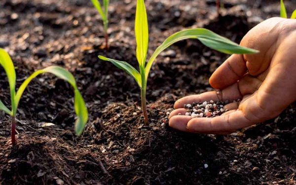 Hé lộ 2 cách bón lót cho cây ngô cho hiệu quả tốt nhất