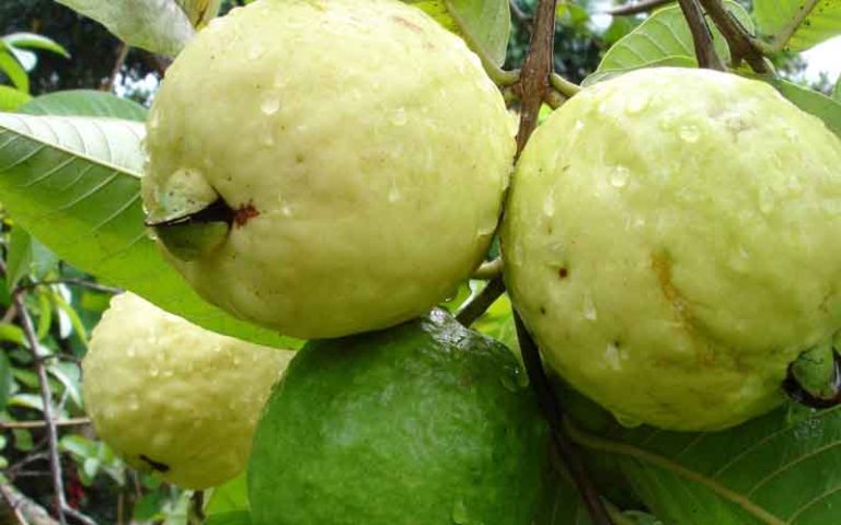 Bón gì cho ổi ngọt? Cách làm tăng độ ngọt cho ổi bằng kali